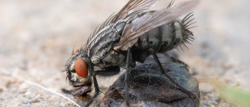 Flesh Fly Control & Pest Facts | JP Pest Services