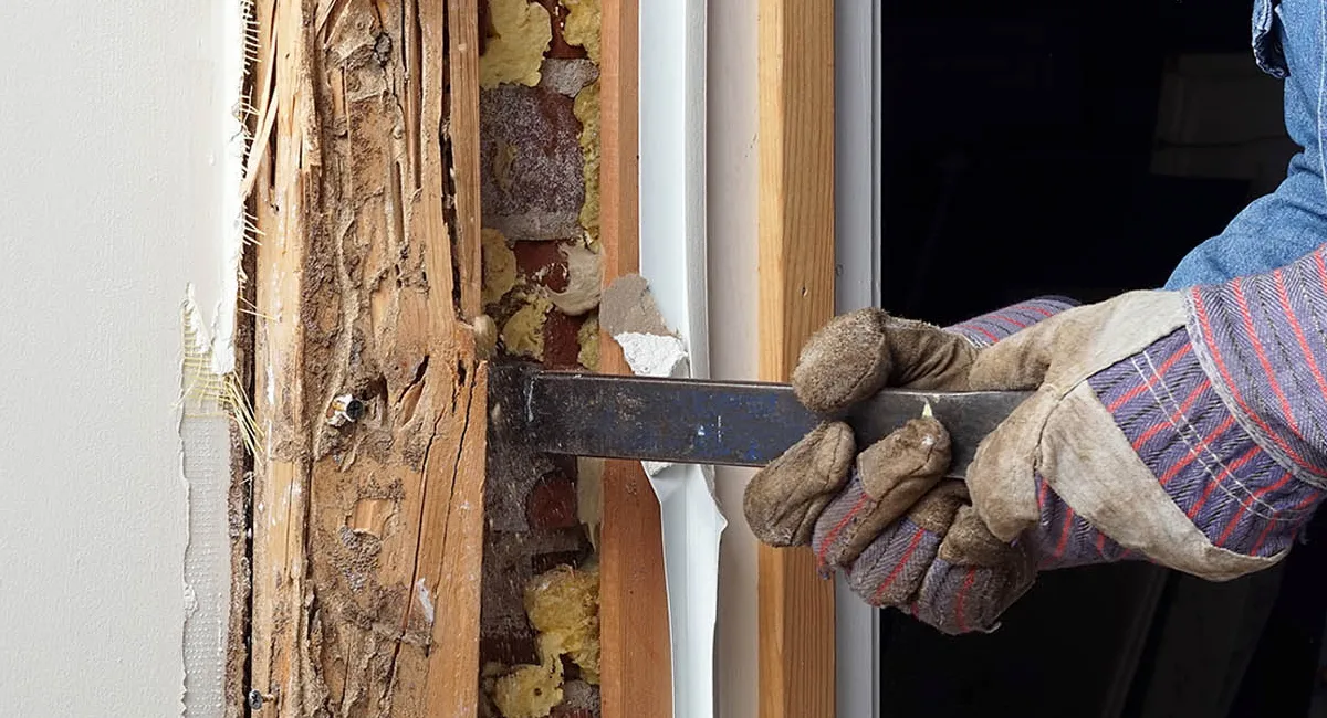 Stop Pest Infestations with Pro Services | JP Pest Services