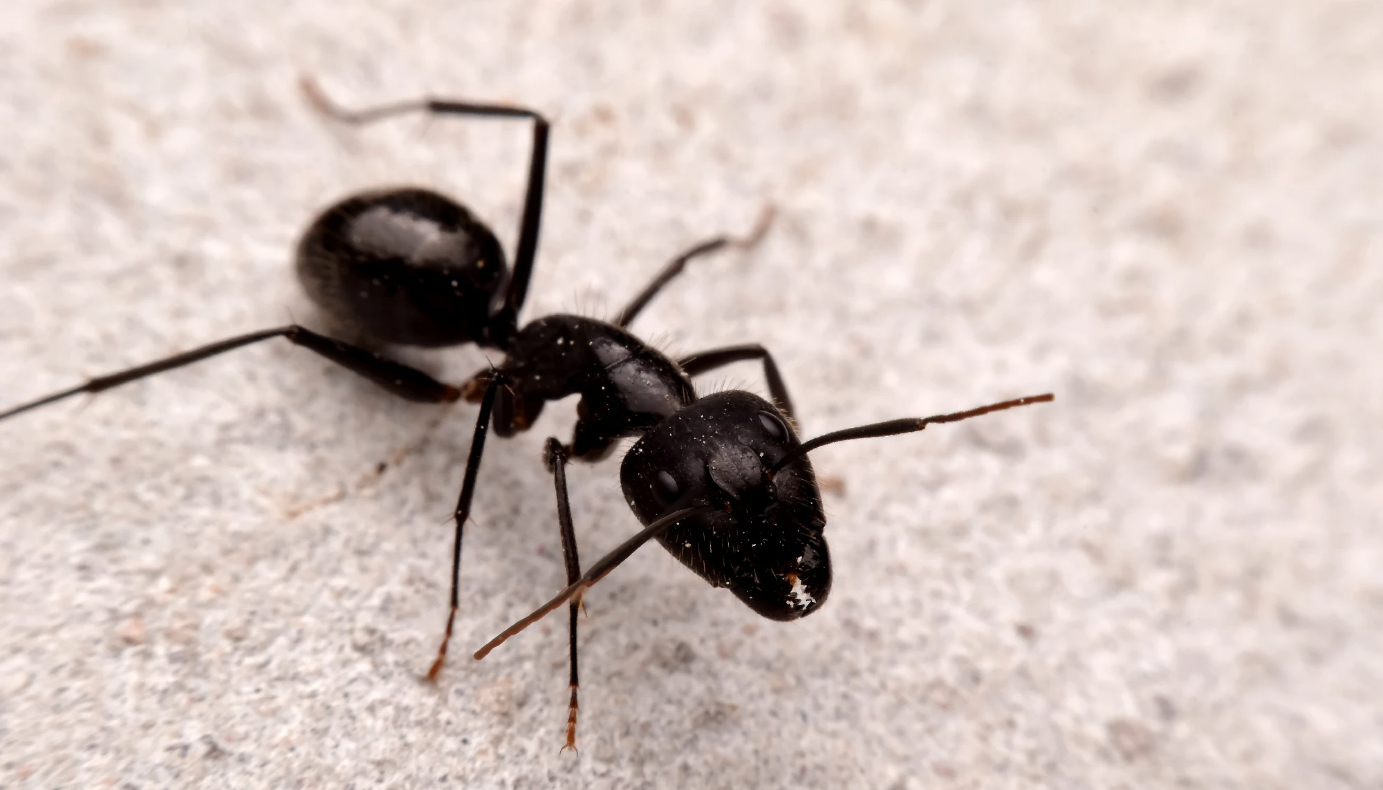Invasive Ants in New England: Expert Tips | JP Pest Services