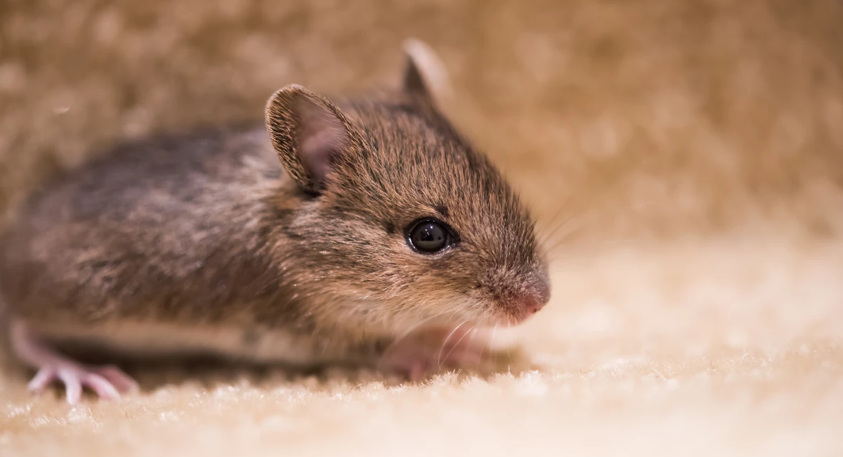 Prevent Mice in Restaurants with Expert Help | JP Pest Services