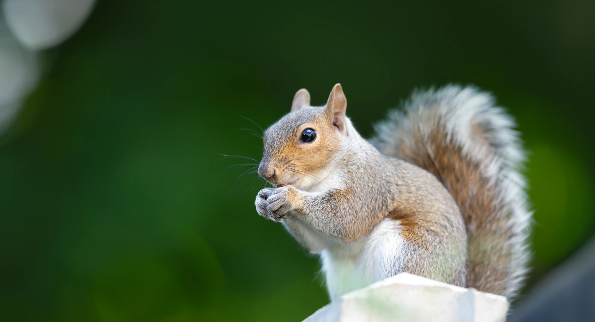 Mast Cropping Effects on Rodents | JP Pest Services