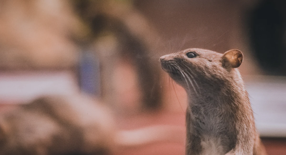 Urban vs Rural Rodents: The Differences | JP Pest Services
