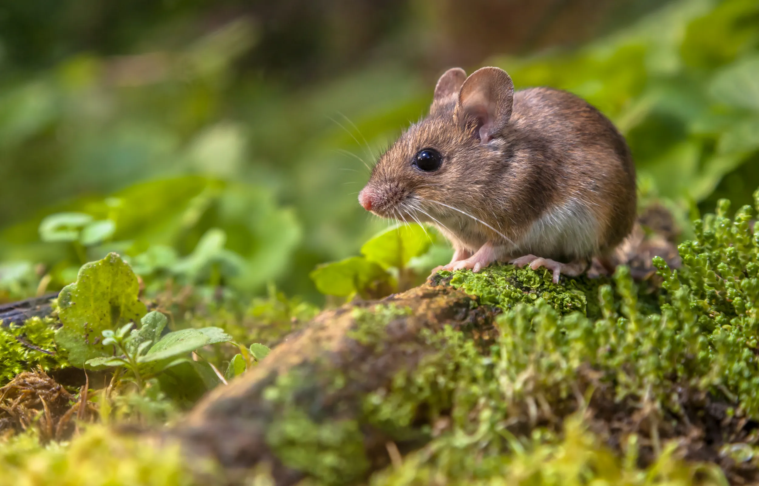 Mice and Ticks: A Hidden Risk to Your Home | JP Pest Services